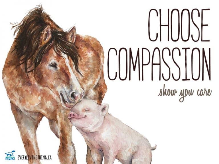 Choose Compassion - everylivingthing