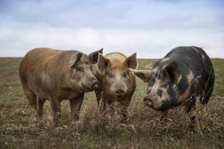 5-Freedom to express normal behaviour - everylivingthing