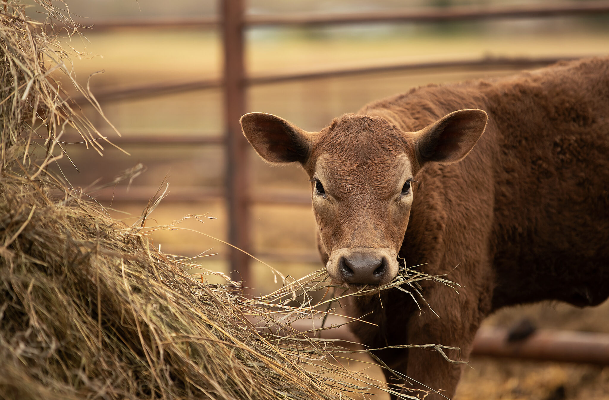 Five Needs of Animals - everylivingthing