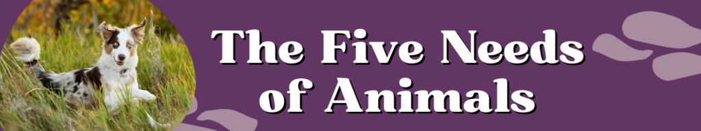 Five Needs of Animals - everylivingthing