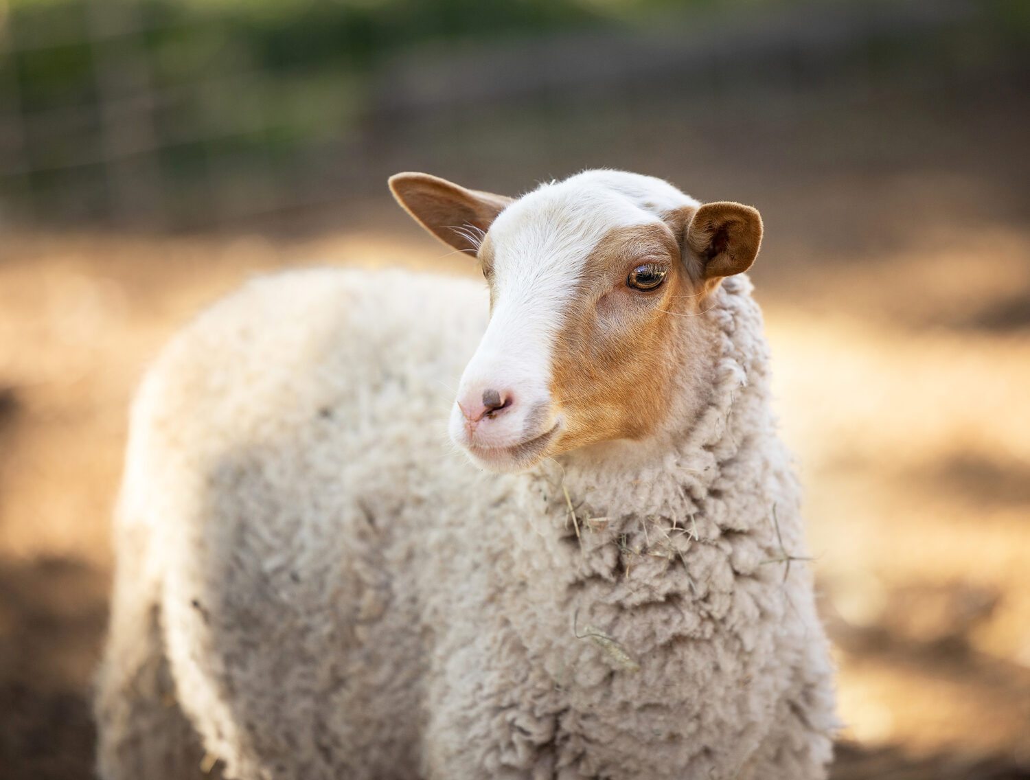 Rethinking Farm Animal Intelligence: A guide for teachers ...